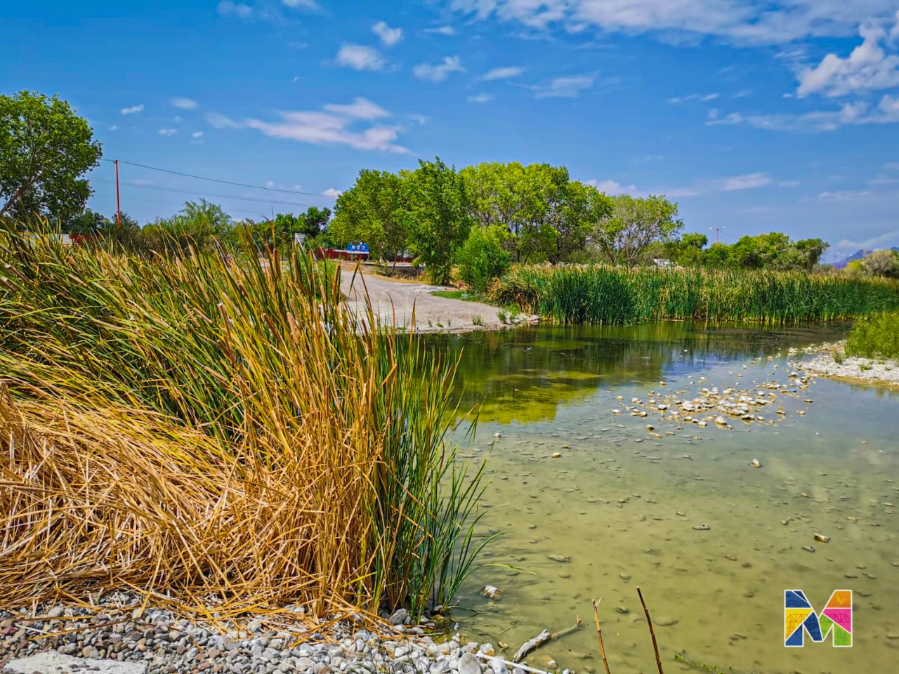 Flora del Sitio Ramsar 2047 Río San Pedro Meoqui, vital para su ...